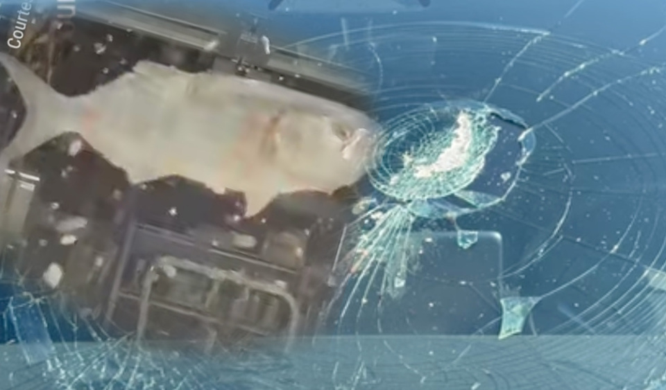 Un poisson tombé du ciel détruit le pare-brise de leur Tesla